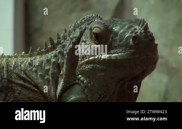Pangolin day Stock Videos & Footage - HD and 4K Video Clips - Alamy