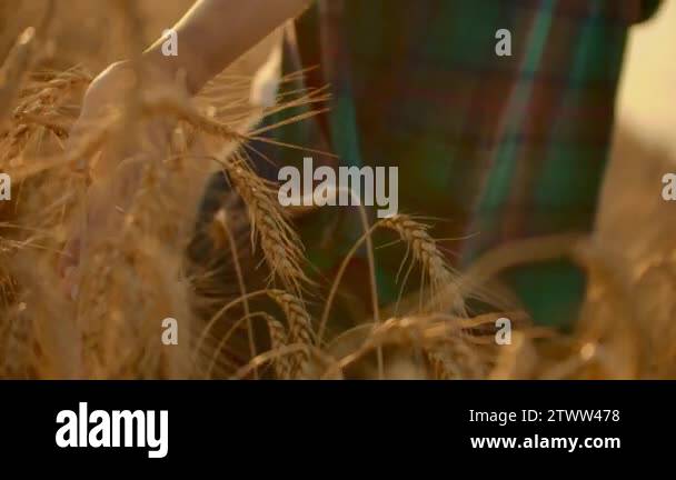 Woman hand running through wheat field. Girl hand touching wheat ears ...