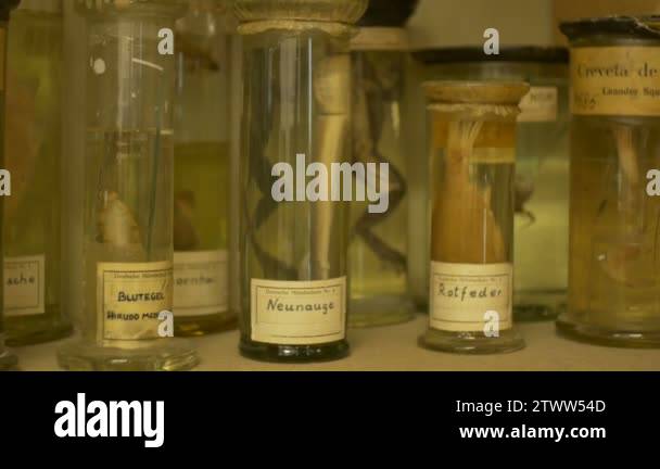 Reptiles and other sea animals preserved in formalin solution in ...