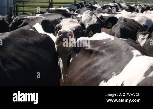 Holstein cow face on Stock Videos & Footage - HD and 4K Video Clips - Alamy