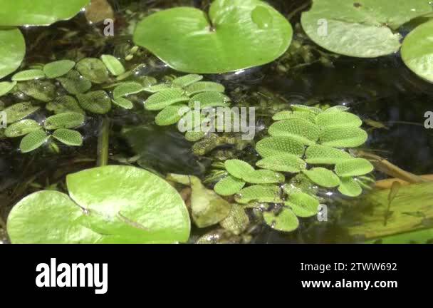 Salvinia natans (commonly known as floating fern, floating watermoss ...