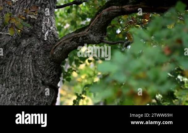 Oak branch structure Stock Videos & Footage - HD and 4K Video Clips - Alamy