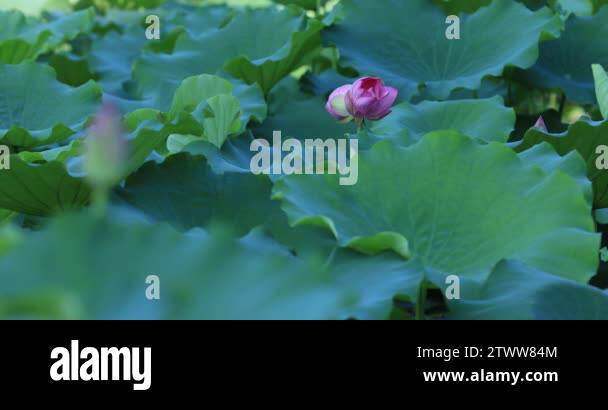 View two lotus flowers Stock Videos & Footage - HD and 4K Video Clips ...