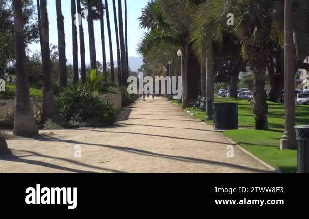 Californian palm Stock Videos & Footage - HD and 4K Video Clips - Alamy