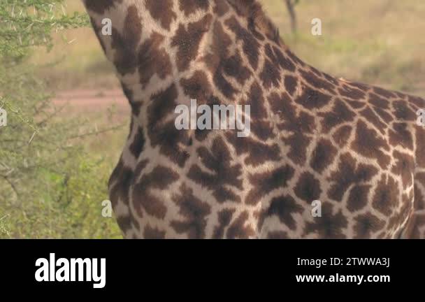 Giraffe skin pattern Stock Videos & Footage - HD and 4K Video Clips - Alamy
