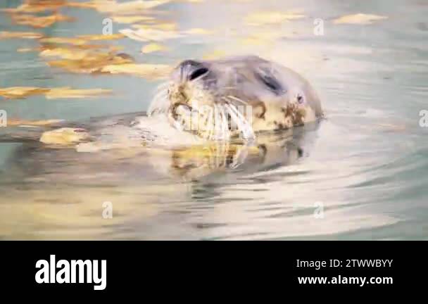 Phocidae family Stock Videos & Footage - HD and 4K Video Clips - Alamy