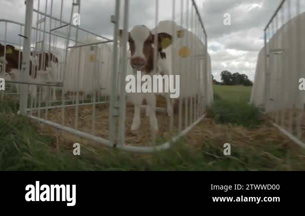 Cute calves in a farm cowshed. Close-up baby cow (Bos taurus) feeding ...