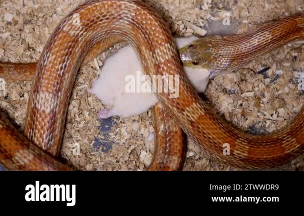 A red corn snake feeding in terrarium. Pantherophis guttatus is a North American specie of rat ...