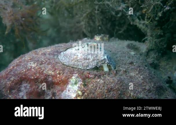 Patella limpet Stock Videos & Footage - HD and 4K Video Clips - Alamy