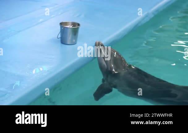 Dolphin is eating fish Stock Videos & Footage - HD and 4K Video Clips ...