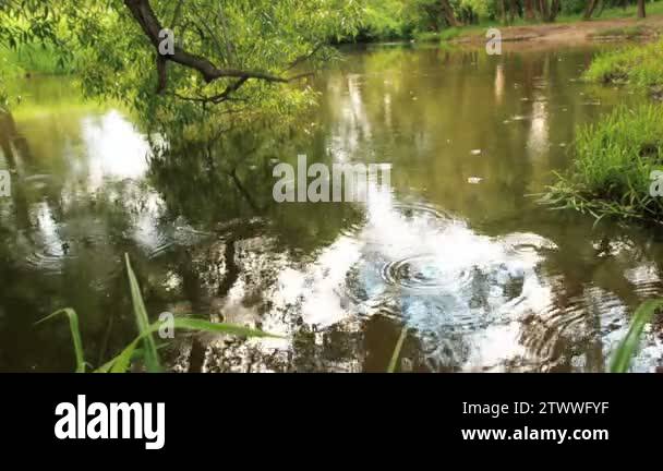 Summer rain in the forest. Rainforest with stream flowing through it ...