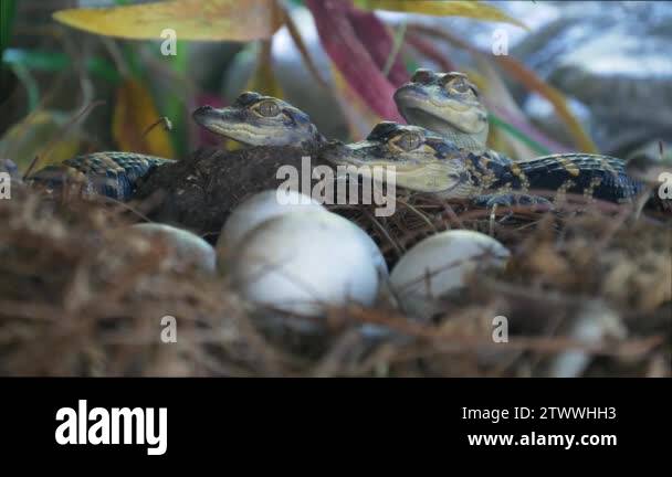 Caiman crocodile eggs Stock Videos & Footage - HD and 4K Video Clips ...