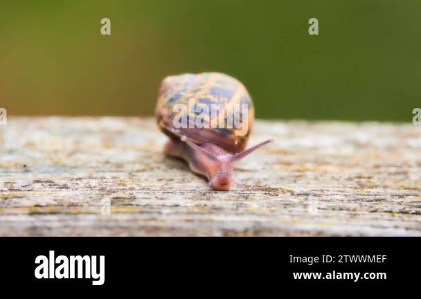 Helix pomatia, common names Roman snail, Burgundy snail, edible snail ...