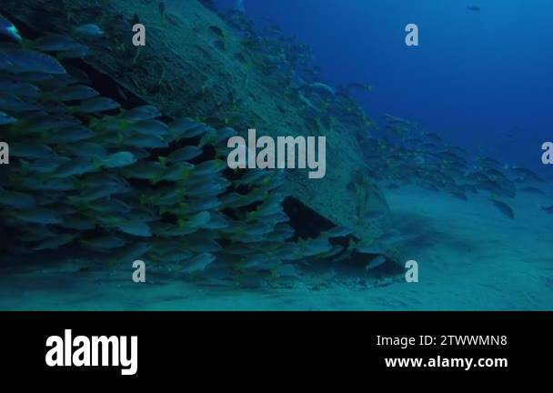 Yellow snapper (Lutjanus argentiventris), forming a school in a ...
