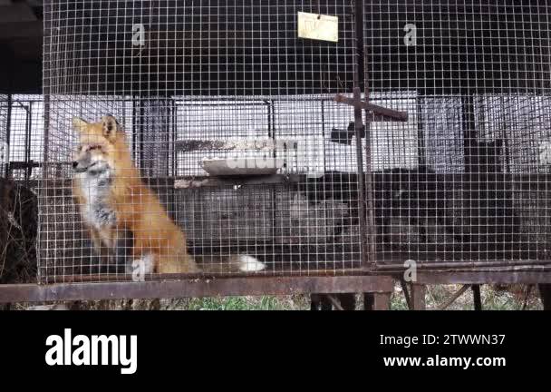 Red fox farm Stock Videos & Footage - HD and 4K Video Clips - Alamy