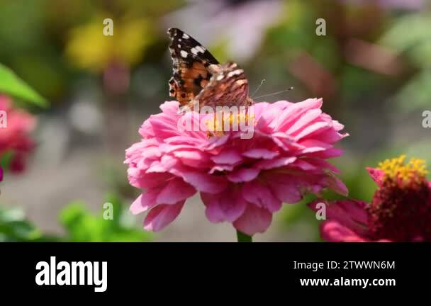Butterfly monarch vanessa cardui Stock Videos & Footage - HD and 4K ...