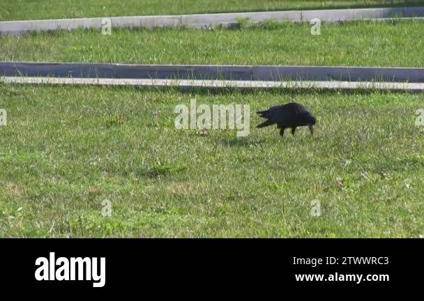 Crow eating worm Stock Videos & Footage - HD and 4K Video Clips - Alamy