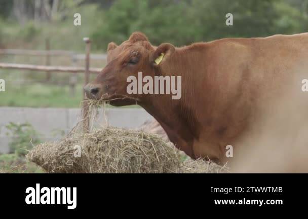 Dairy cows in a farm. Modern farm cowshed with milking cows. Cow in a ...
