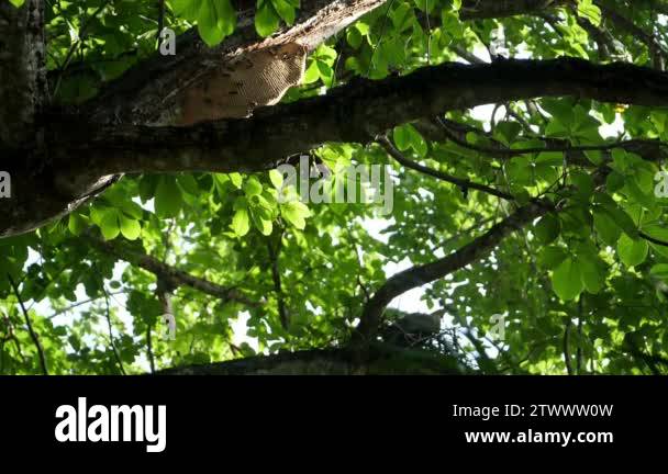 Tropical rainforest tree species Stock Videos & Footage - HD and 4K ...