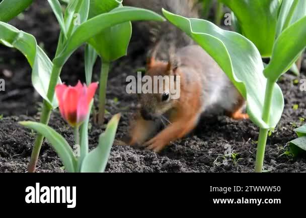 Funny squirrel park nice Stock Videos & Footage - HD and 4K Video Clips ...