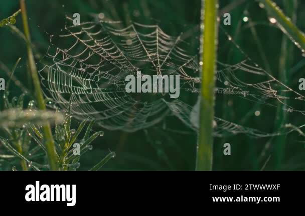 Ray spiders Stock Videos & Footage - HD and 4K Video Clips - Alamy