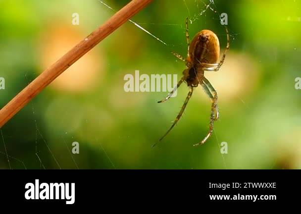 Spider netting Stock Videos & Footage - HD and 4K Video Clips - Alamy