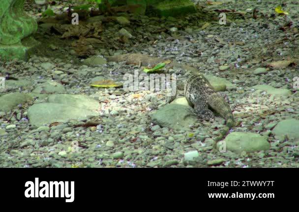 Underwater back ground Stock Videos & Footage - HD and 4K Video Clips ...