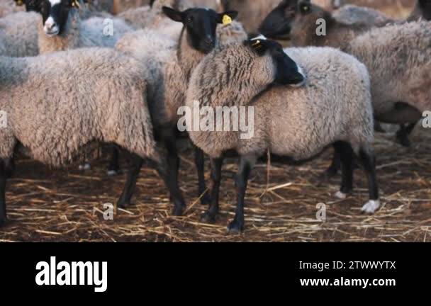 Sheep wool curly Stock Videos & Footage - HD and 4K Video Clips - Alamy