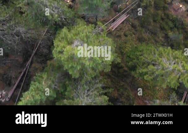 Deforestation. Aerial drone view of forest destroyed. Deforestation on ...
