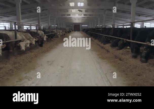 Cattle, many different cows standing inside industrial hangar, eating ...