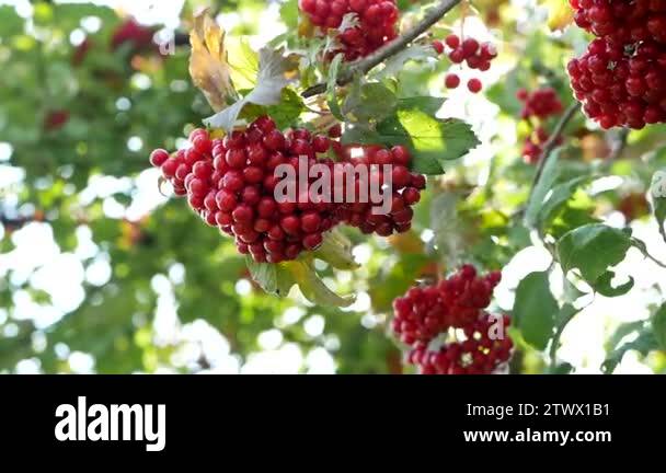 The name of this tree is Sweet viburnum. Scientific name is Viburnum ...