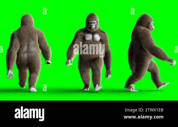 Funny brown gorilla walking. Super realistic fur and hair. Green screen ...