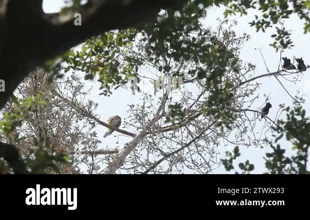 Hawk swooping Stock Videos & Footage - HD and 4K Video Clips - Alamy