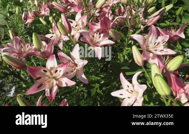 Lilies lilium Stock Videos & Footage - HD and 4K Video Clips - Alamy