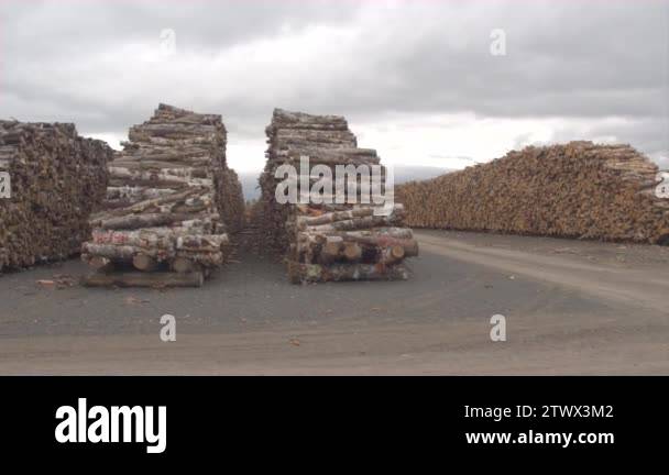 Stack tree forest lumber Stock Videos & Footage - HD and 4K Video Clips ...