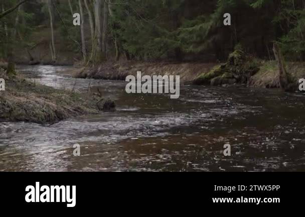Narrow river flowing in an old grown forest. Fresh spring water stream ...