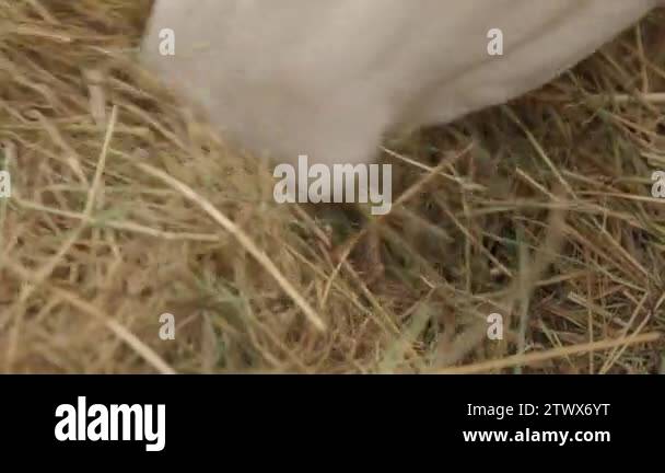 Cow eats hay in the barn. Farm for breeding cows and obtaining milk and ...