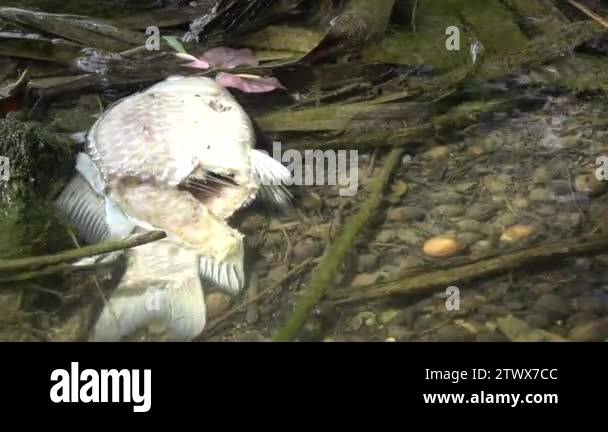 4K. Ultra HD. Remains of urban waste thrown into the river. Urban ...