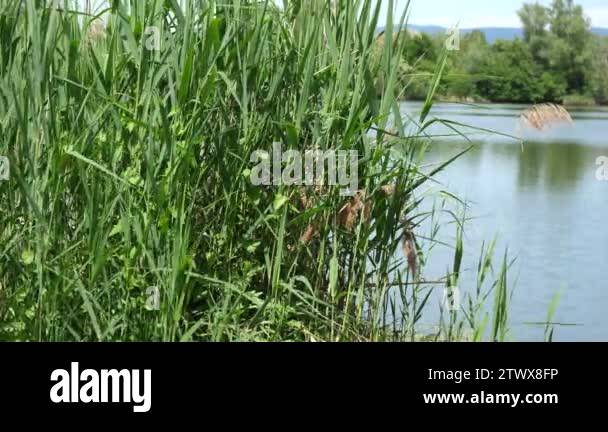 Reeds grasses Stock Videos & Footage - HD and 4K Video Clips - Alamy