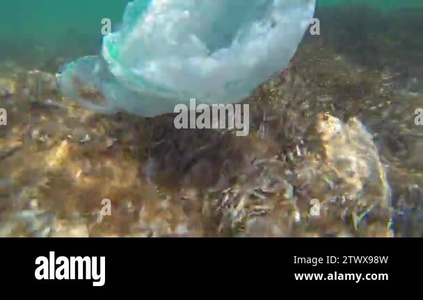 Plastic pollution - a discarded plastic bag drifting over seabed with ...