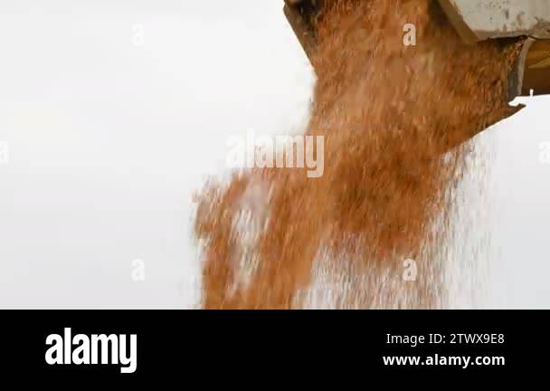 Detailed view of a steady stream of wheat grain from a combine or ...
