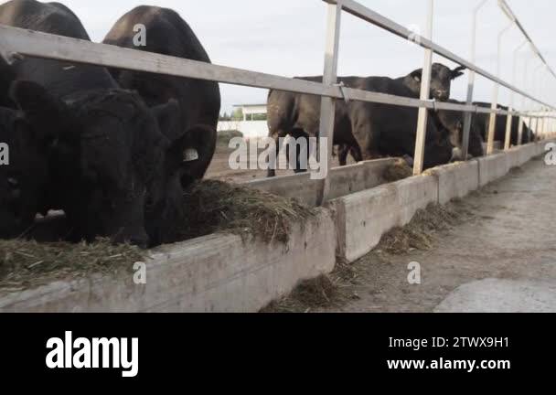 Stall of black cows eating hay from stable at farm courtyard Stock ...