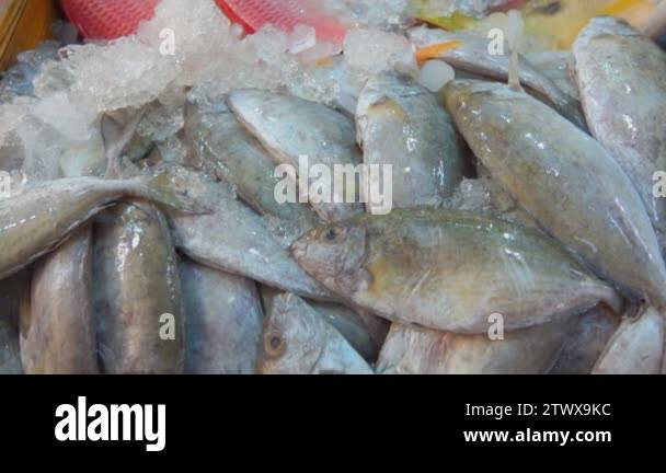 Different kinds fish lie in Stock Videos & Footage - HD and 4K Video ...