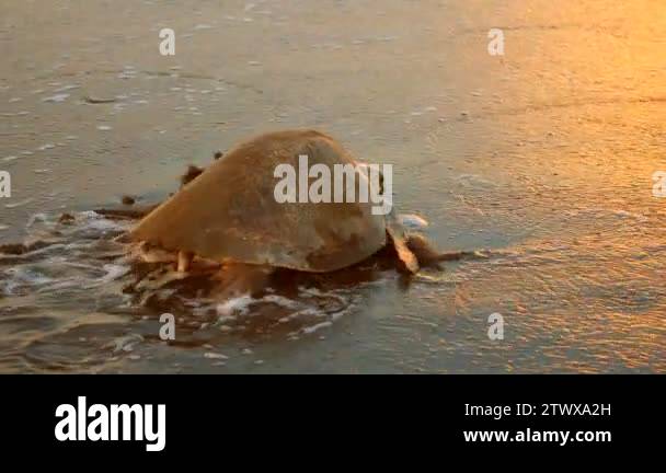 Atlantic ridley sea turtle back to the sea after spawning at sunset ...