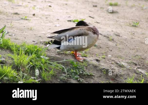 Male duck stands Stock Videos & Footage - HD and 4K Video Clips - Alamy