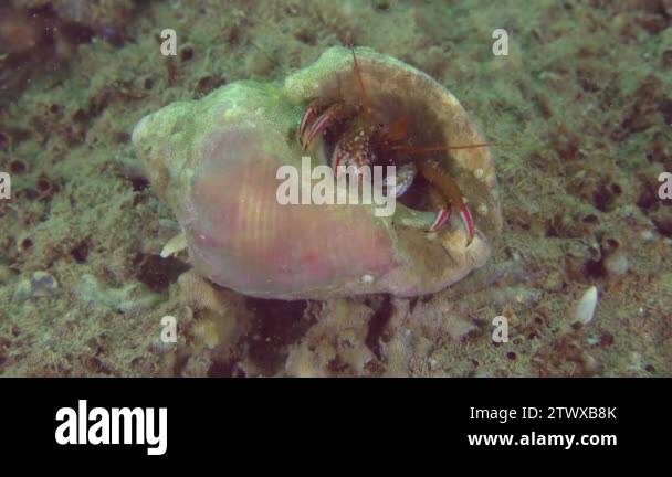 Clibanarius Stock Videos & Footage - HD and 4K Video Clips - Alamy