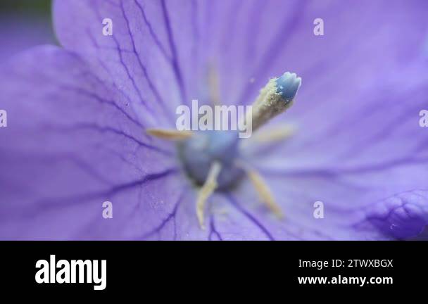 Female parts of flower Stock Videos & Footage - HD and 4K Video Clips ...