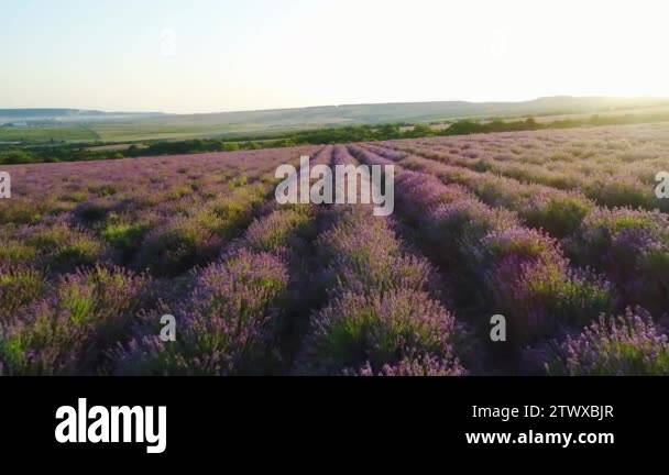 Lavender field on background of hills on horizon. Shot. Top view of ...