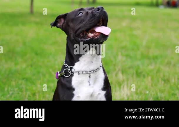 Pitbull face Stock Videos & Footage - HD and 4K Video Clips - Alamy