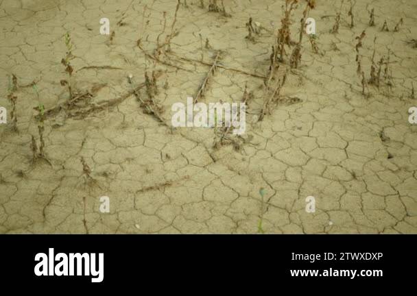 Drought field land with poppy leaves Papaver poppyhead, drying up soil ...
